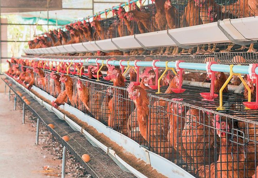 Θεσσαλονίκη: Σε επιφυλακή καλούνται οι πτηνοτρόφοι λόγω της αύξησης των ...