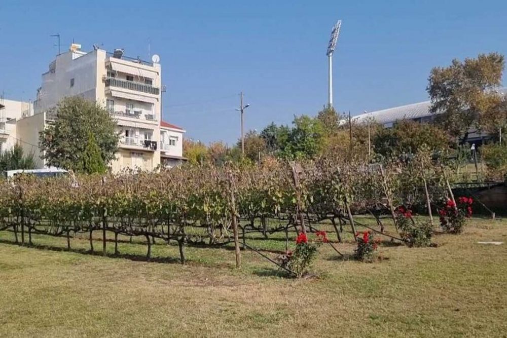 Δ. Θεσσαλονίκης: Σε δημοπρασία 150 φιάλες κρασιού – έργα τέχνης του ...