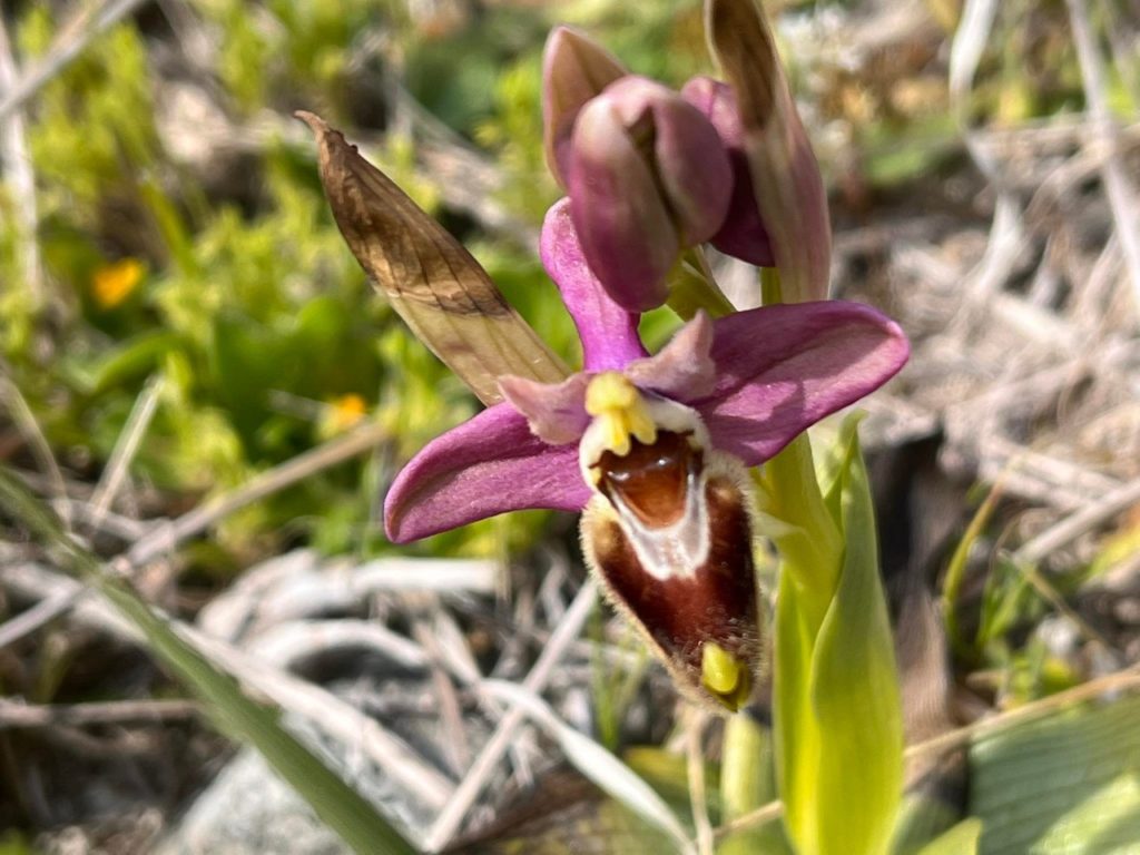 Εντυπωσιάζουν οι άγριες ορχιδέες του απολιθωμένου δάσους στη Λέσβο ...