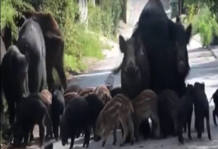 Θεσσαλονίκη: Αγριογούρουνα “κόβουν” βόλτες στο Πανόραμα (Video) - ΚΑΡΦΙΤΣΑ