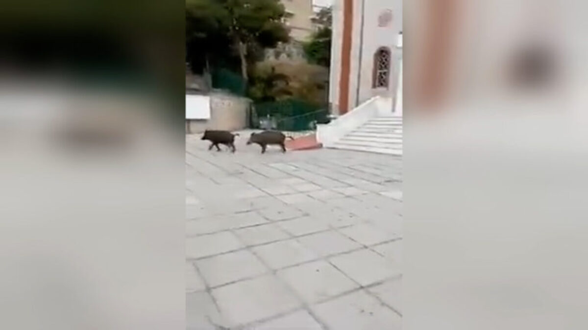 Θεσσαλονίκη: Αγριογούρουνα έψαχναν τροφή στις Σαράντα Εκκλησιές (Video ...