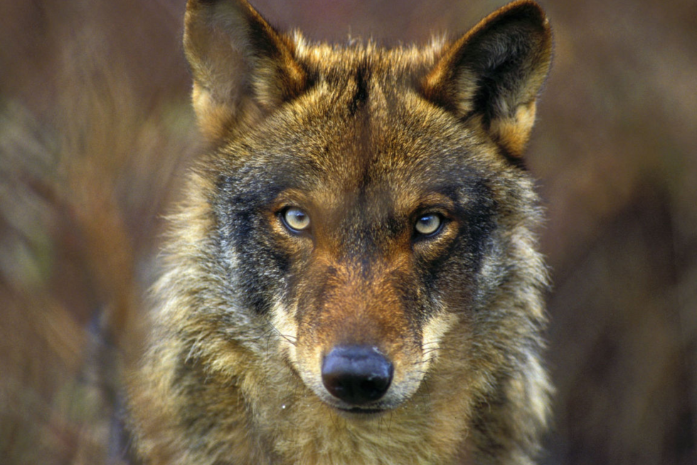 Θεσσαλονίκη: Λύκος έσκαψε και μπήκε σε αυλή σπιτιού στην Επανομή για να ...