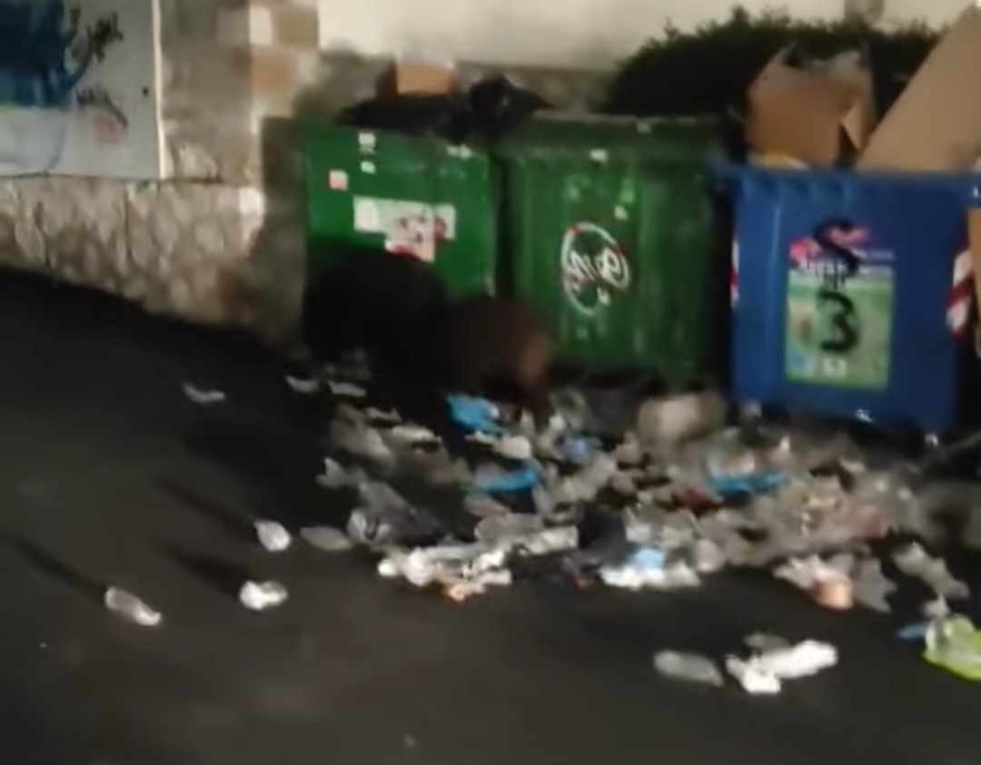 Θεσσαλονίκη: Αγριογούρουνα βολτάρουν στο κέντρο της Πυλαίας (Video ...