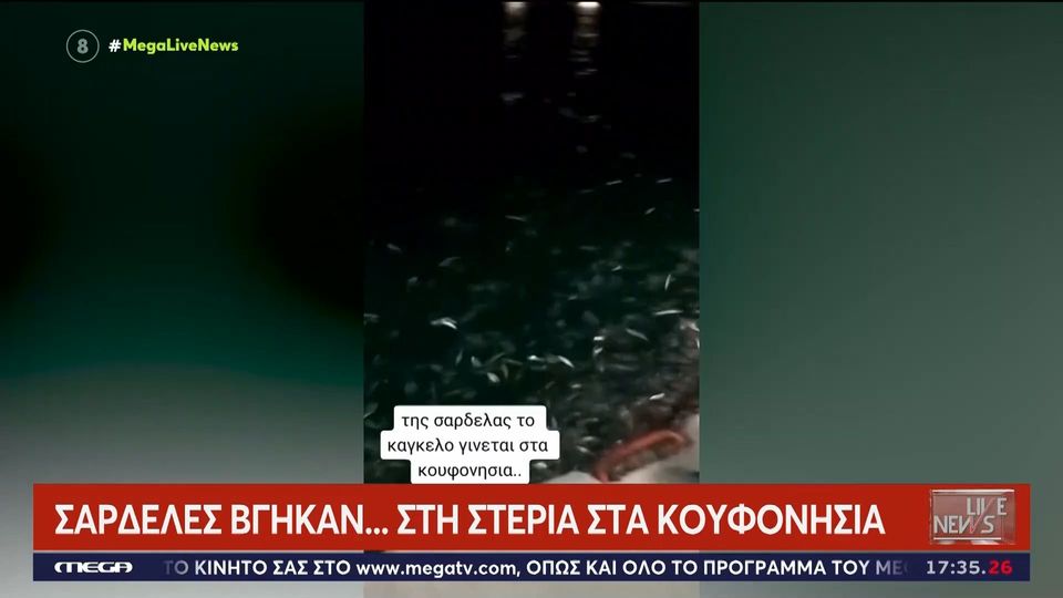Σαρδέλες... βγήκαν στη στεριά - Άφωνοι οι θεατές (Video) - ΚΑΡΦΙΤΣΑ