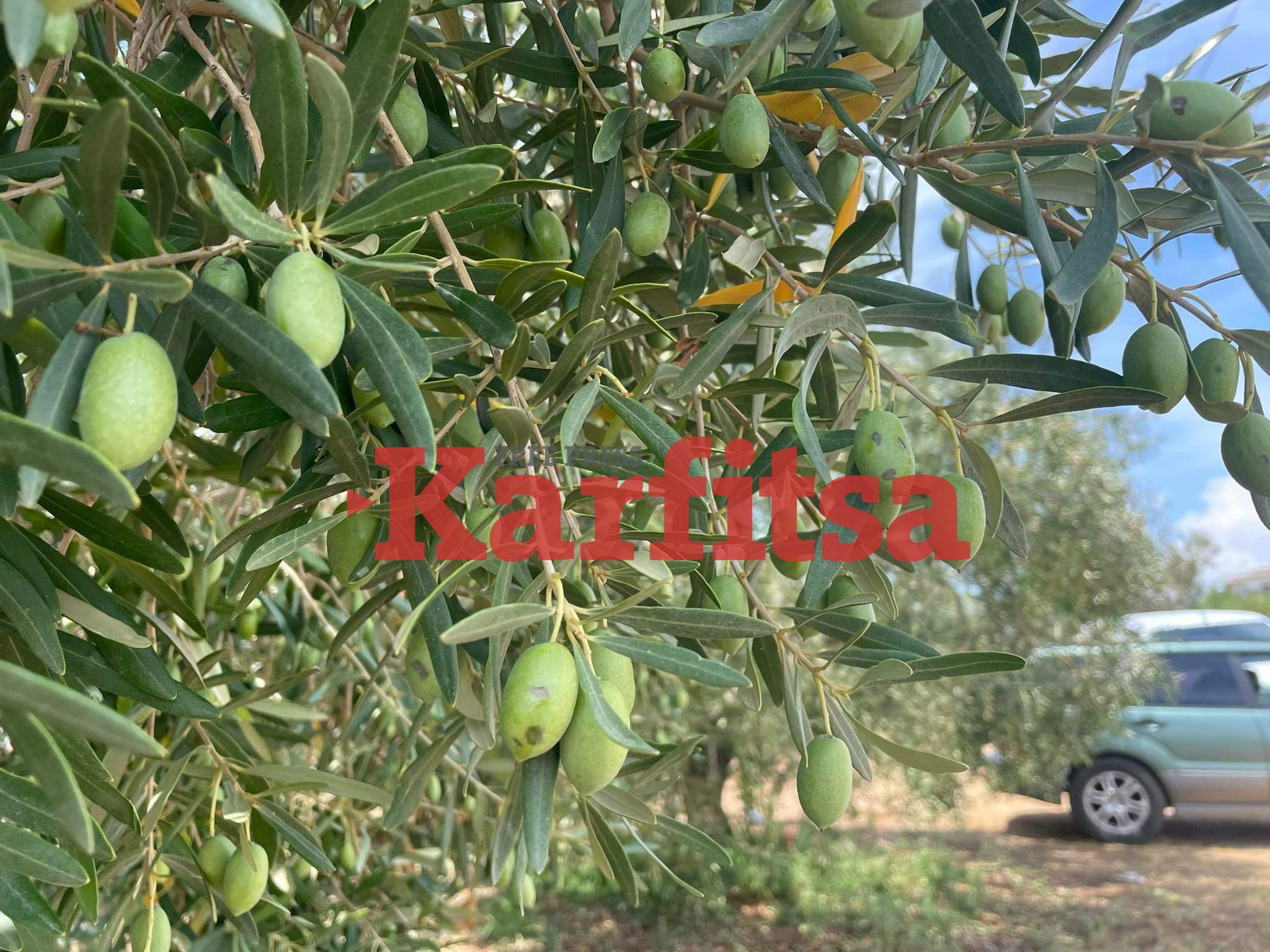 Χαλκιδική: Πλήρης καταστροφή των ελαιοδέντρων στη Νέα Φώκαια λόγω της ...